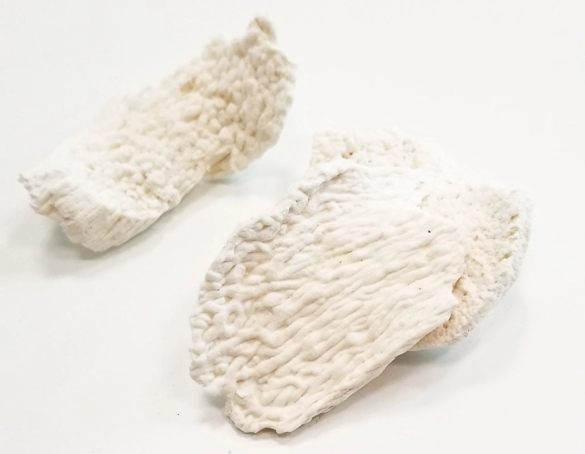 Shan Yao | Dioscoreae Rhizoma | 山藥 — shenclinic.com