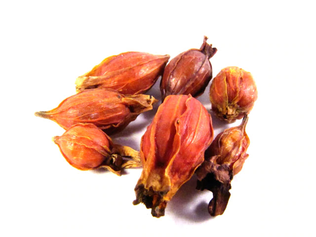 Zhi Zi | Gardeniae Fructus | 栀子 — shenclinic.com